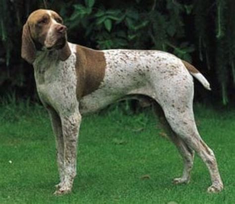 German Shorthaired Pointer Vs Braque Francais Gascogne Type Breed