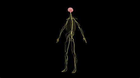 Artstation Nervous System 3d Model Realistic Human Nervous System