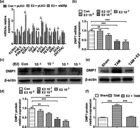 Erαβdmp1 Axis Promotes Trans‐differentiation Of Chondrocytes To Bone