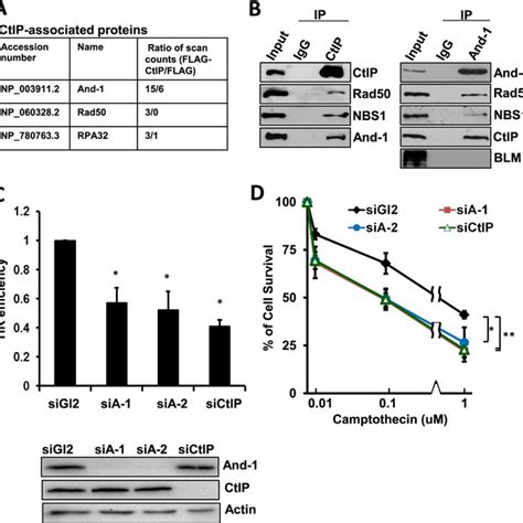 Pdf And 1 Is Required For Homologous Recombination Repair By