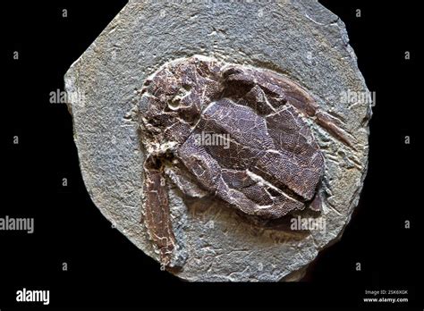 Prehistoric Fish Fossil Fossilised Remains Of A Bothriolepis Sp