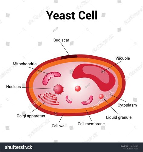 Filesimple Diagram Of Yeast Cell Ensvg Simple Yeast Cell Images