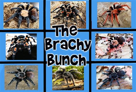 The Brachy Bunch The Brachy Fear Not Tarantulas Inc