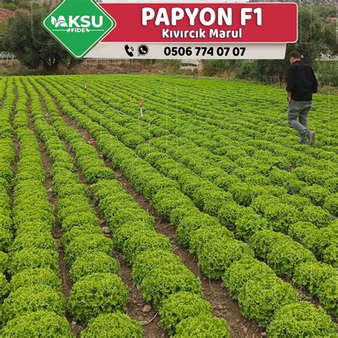 Papyon Kıvırcık Marul Fidesi Fiyatı