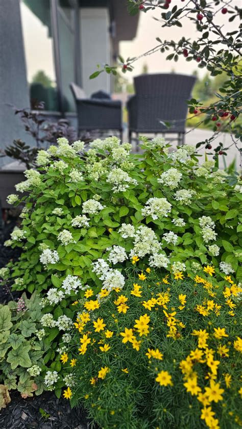 What A Strange Year It Has Been For My Hardy Hydrangeas