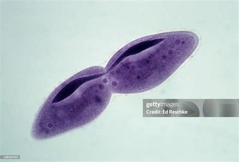 Fission Asexual Reproduction
