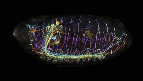 Sample Preparation For Fluorescence Microscopes Zeiss