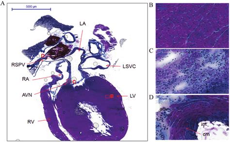 Histology Of The Atria Ventricles Atrioventricular Node And Right Download Scientific Diagram