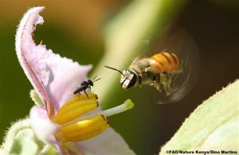 Pollination Is Responsible For Providing Us With A Wide Variety Of Food