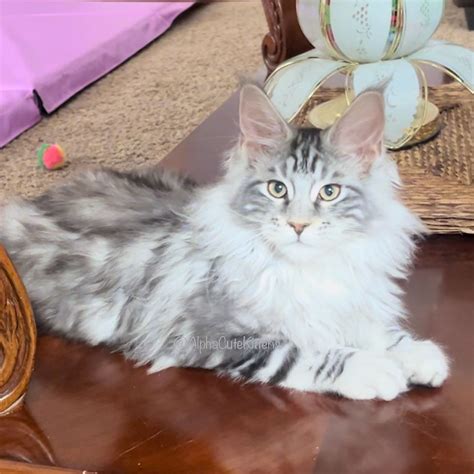 Available Kittens Alpha Cute Kittens