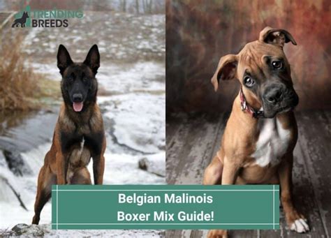 Belgian Malinois Boxer Mix Guide In Depth Dog Breed Information 2024