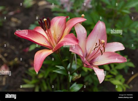 Beautiful Flowers Of A Lily Blossomed In A Garden Under The Spring Sun Stock Photo Alamy
