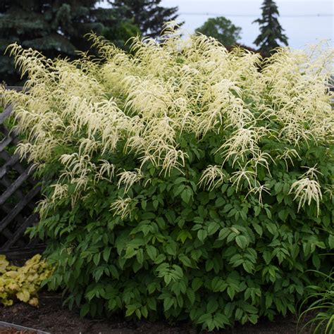 Aruncus Dioicus For Sale Shop Stuarts Stuarts Landscaping