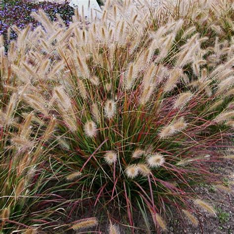 Prairie Winds® Apache Rose Switch Grass Plant Addicts