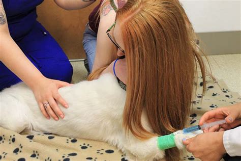 Dog Euthanasia What To Expect And How To Prepare For It