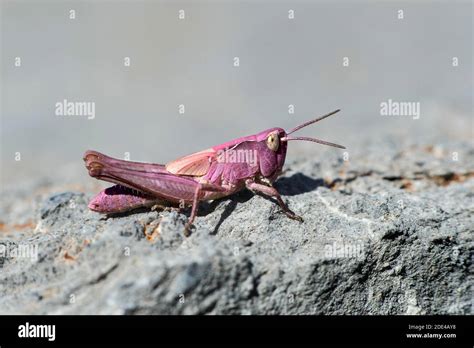 Nymph Of A Common Field Grasshopper Chorthippus Brunneus In Pink