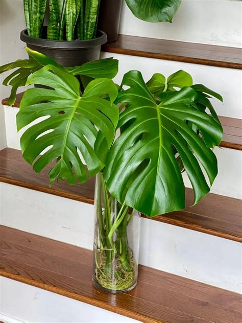 Monstera Deliciosa Cuttings Easy Care Houseplant