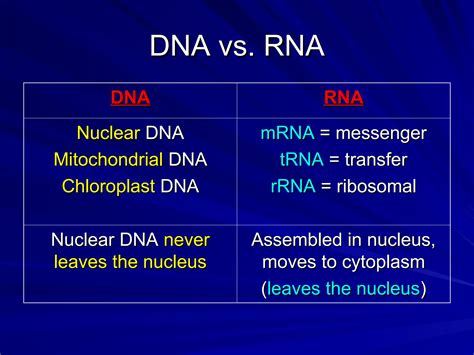 Process Of Deoxyribose Nucleic Acid Replicationppt