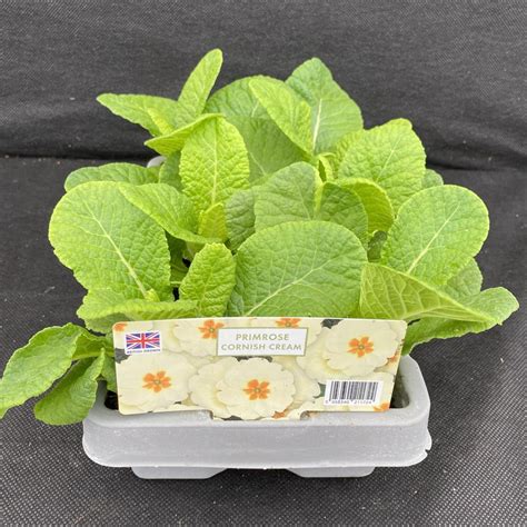 Primrose Cornish Cream 6 Pack Primula Multipack Polhill Garden Centre