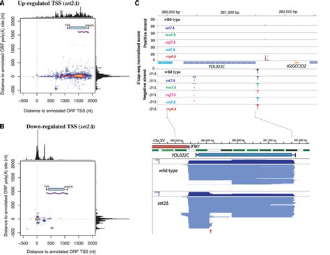 Full Lengths Of Set2Δ Itss Derived Transcripts Use Canonical