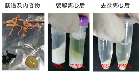 【评测】鱼类肠道内容物dna提取试剂盒 知乎