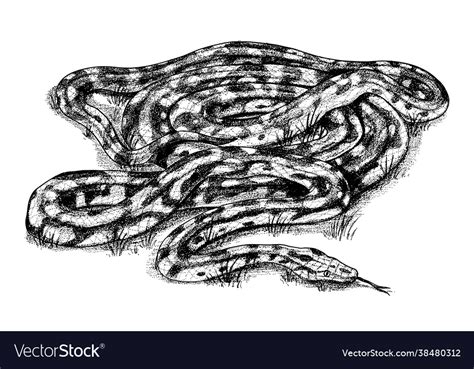 Pythonidae Or Python Boinae Boas Boids Royalty Free Vector