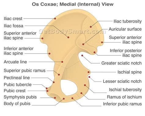 Hip Bone Or Os Coxae Antomy Medial Or Internal View Human Bones