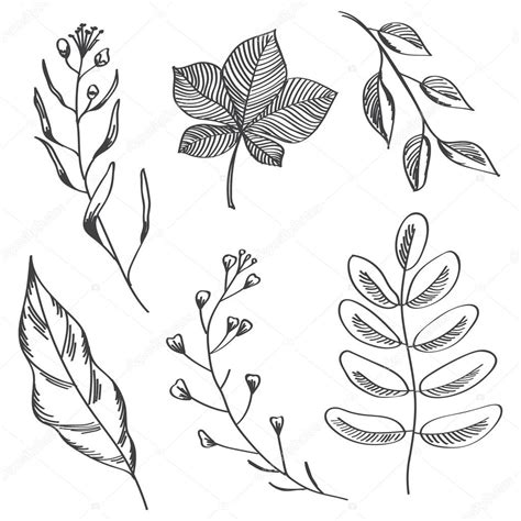 Simple Leaf Drawing At Getdrawings Free Download