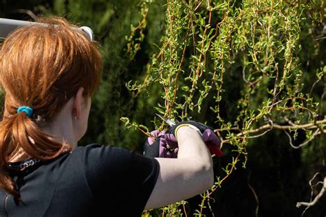 How To Grow And Care For Weeping Willows Gardeners Path Reportwire