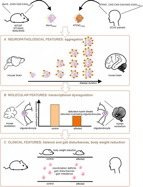 Of Common Findings Of Sca3 Features In Human Patients And Our Atxn3 Ki