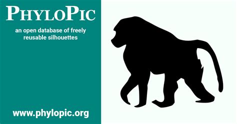 Papio Papio By Augustin Brouillet Cc0 10 Phylopic