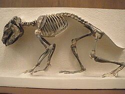 Meridiungulata Wikipedia