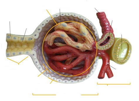 Nephron Model Diagram Quizlet