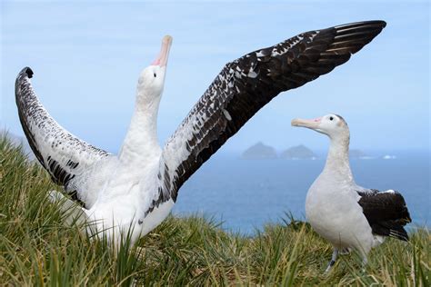 Albatross Wingspan