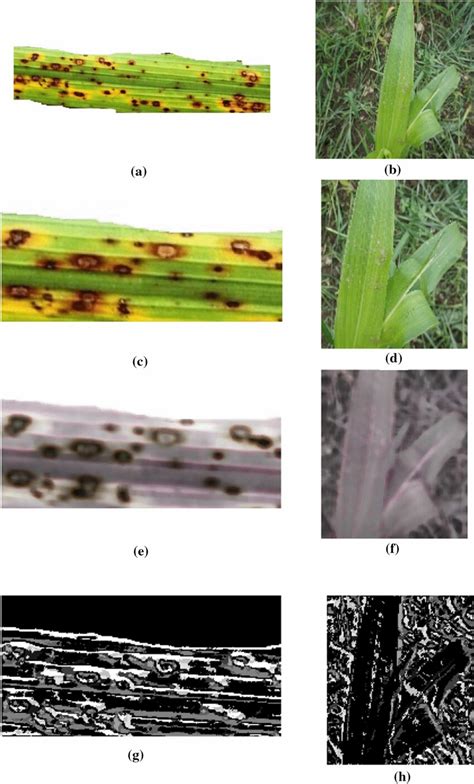 Sample Image Results A Input Image 1 B Input Image 2 C Roi Extracted Download Scientific