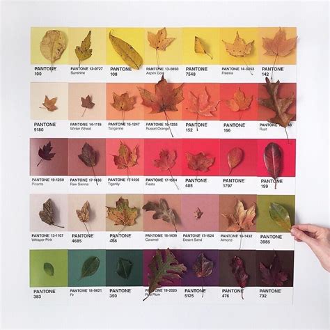 Autumn Leaf Color Chart