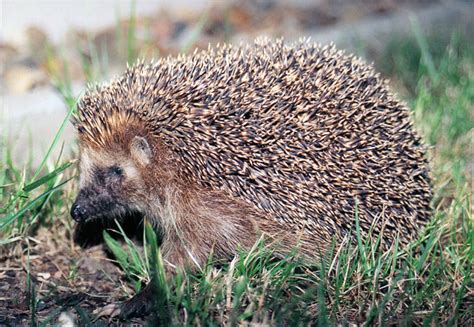 Hedgehog Wikipedia