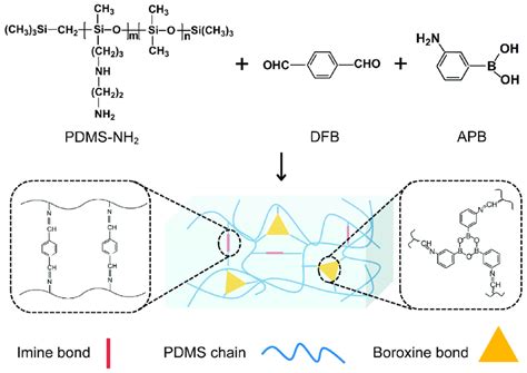 Schematic Illustration For The Preparation Of Pdms Elastomer