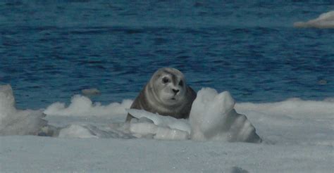 Talk About Camoflage  These Bearded Seal Pups Are So We… Flickr
