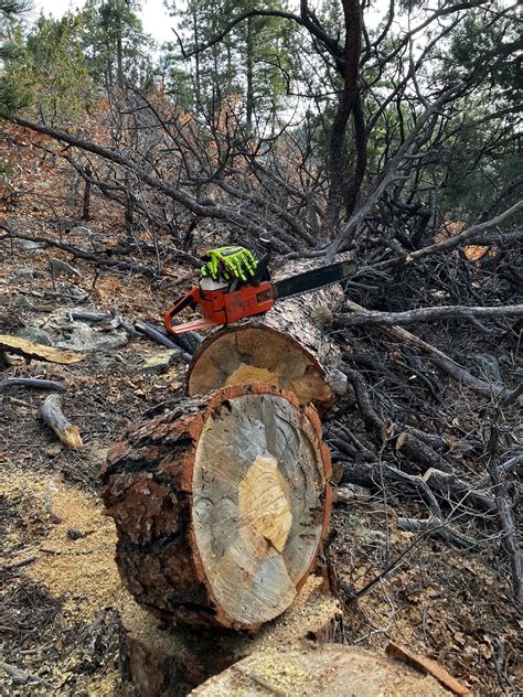 Southern Rockies Nature Blog The Last Big Beetle Killed Pine