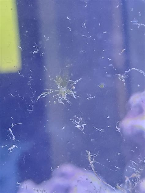 Bryopsis Algae Reef2reef