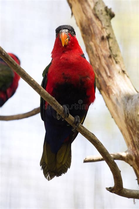 Black Capped Lory Lorius Lory Erythrothorax Full Of Colors Stock Image Image Of Fauna