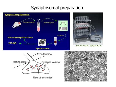 Ppt Synaptic Transmission And Cellular Signaling An Overview