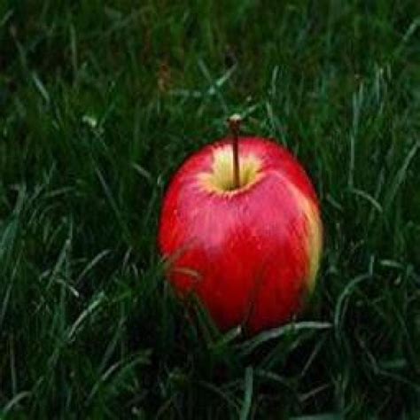 Super Apple Object Detection Model By Boruto