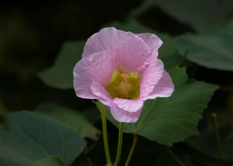 芙蓉花开 中关村在线摄影论坛