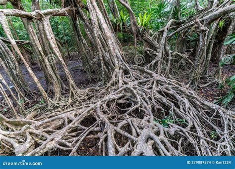 Massive Banyan Tree Root System In Rain Forest Sang Nae Canal Phang