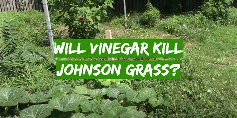 Will Vinegar Kill Johnson Grass Grass Killer