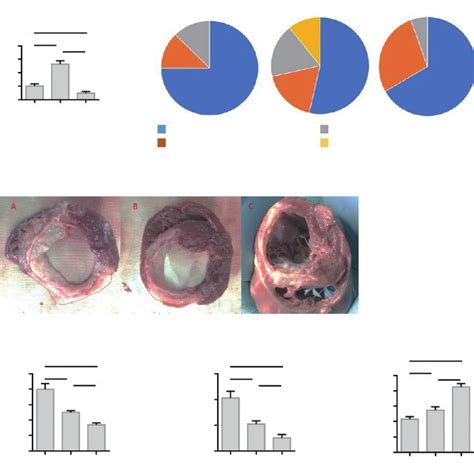Pathological Evaluation And Detection Of Apoptosis Proteins Of