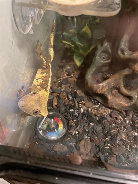 Small Reptiles Make For Nice Loving Pets The Spectrum