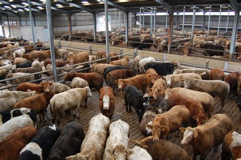 Beef Cattle Numbers Continue To Rise As Weekly Kill Passes 36 000 Head Agriland Ie